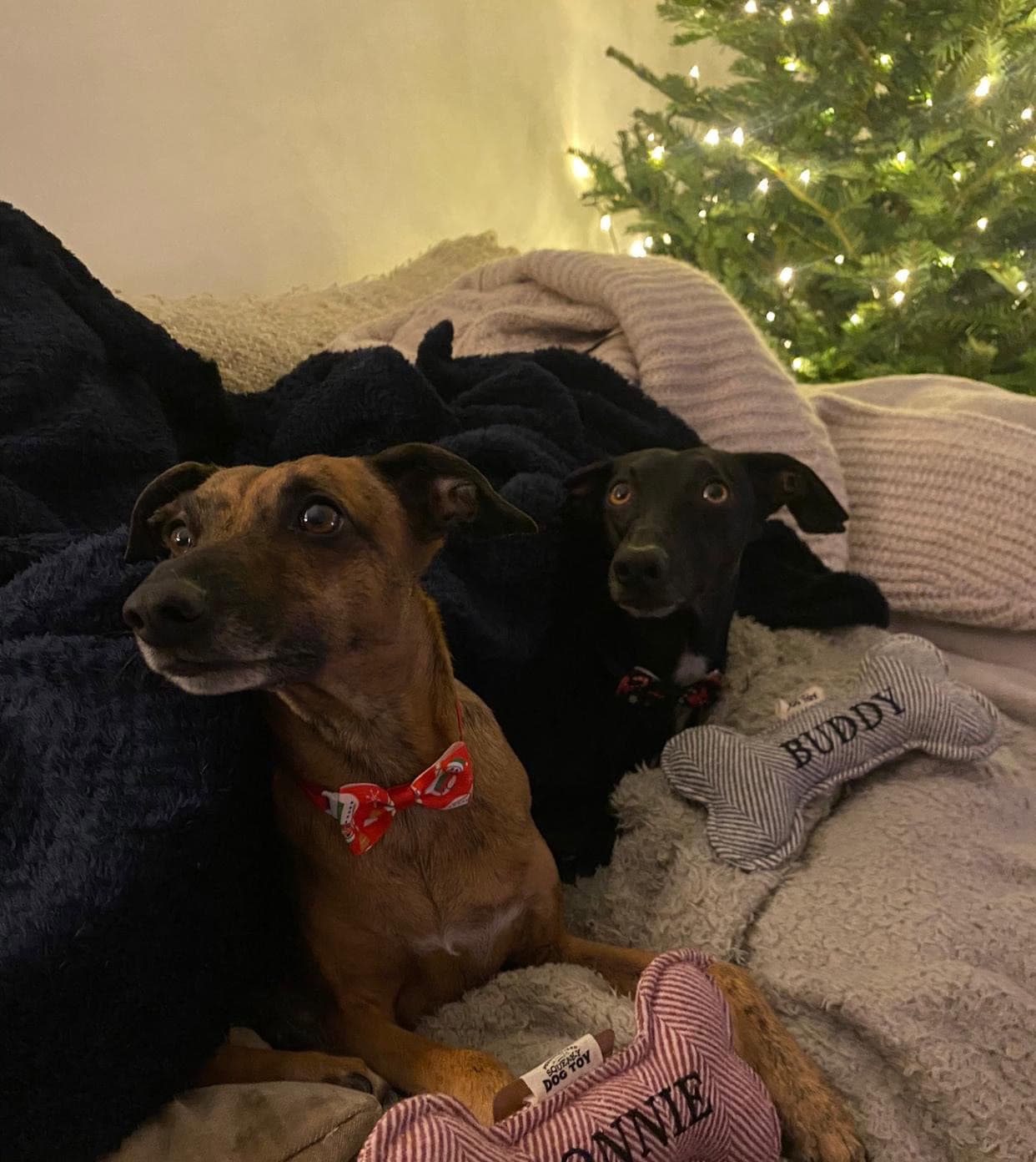 Have a Pet Safe Christmas - Hoof & Paws